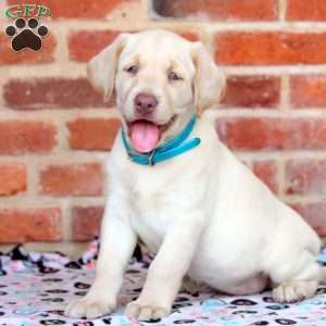 Yellow Labrador Retriever Puppies For Sale - Greenfield Puppies