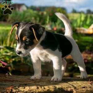 Jack-A-Ranian Puppies For Sale - Greenfield Puppies