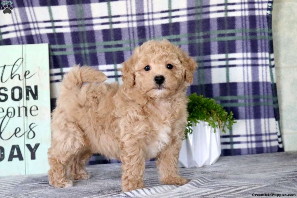 Roman - Bich-Poo Puppy For Sale in Pennsylvania