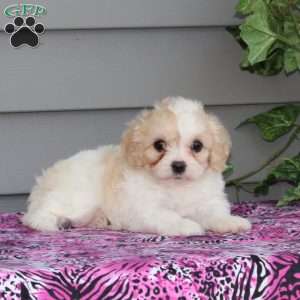 Popular Puppies - See Popular Puppies for Sale | Greenfield Puppies