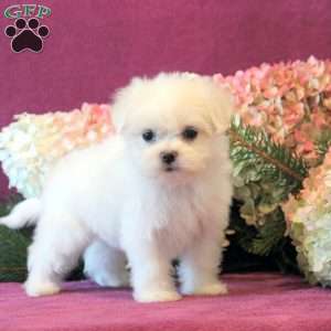 Maltese Puppies For Sale - Greenfield Puppies
