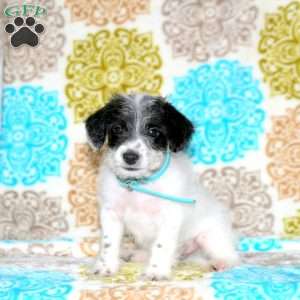 Jack-A-Poo Puppies For Sale - Greenfield Puppies