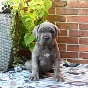Cane Corso Puppies For Sale - Greenfield Puppies