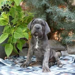 Cane Corso Puppies For Sale - Greenfield Puppies