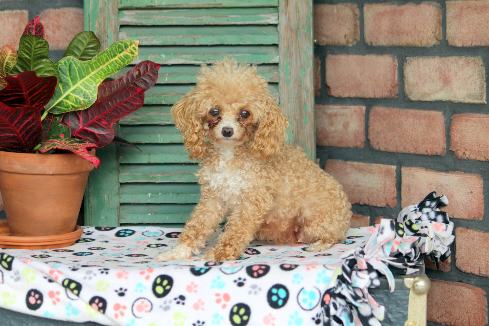 Girly - Toy Poodle Puppy For Sale in Pennsylvania