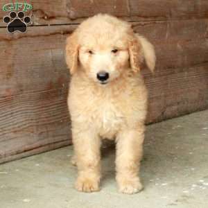 Goldendoodle Puppies For Sale - Greenfield Puppies
