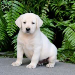 Yellow Labrador Retriever Puppies For Sale - Greenfield Puppies