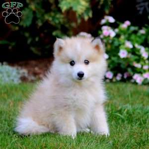 Pomsky Puppies For Sale - Greenfield Puppies