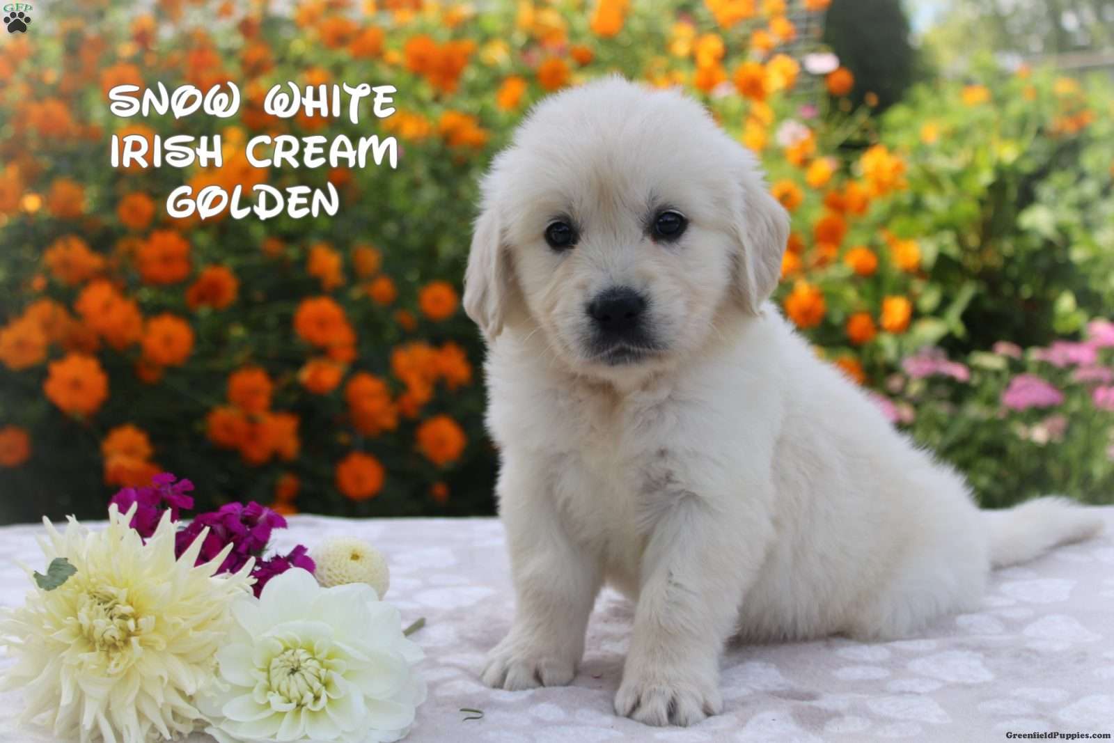 Snow White - Golden Retriever Puppy For Sale in Ohio