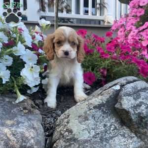 Cockalier Puppies For Sale | Greenfield Puppies