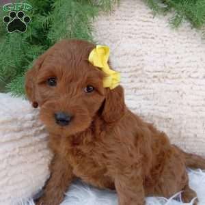 Matt Shetler - Greenfield Puppies