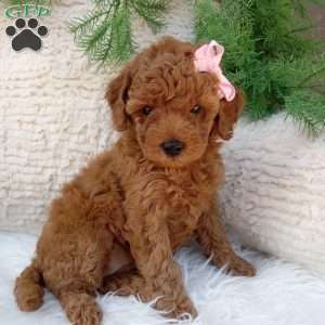 Matt Shetler - Greenfield Puppies