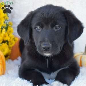 Sarah Mullet - Greenfield Puppies