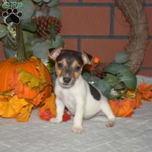 Jack Russell Terrier Puppies For Sale - Greenfield Puppies