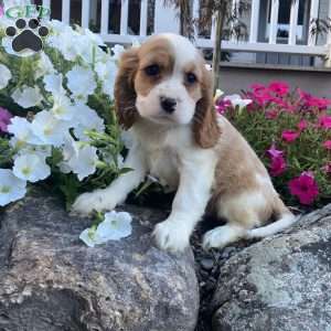 Cockalier Puppies For Sale | Greenfield Puppies
