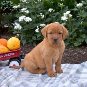 Fox Red Labrador Retriever Puppies for Sale - Greenfield Puppies