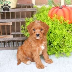 Cavapoo Puppies For Sale - Greenfield Puppies