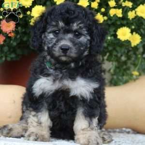 Anna Mary Zook - Greenfield Puppies