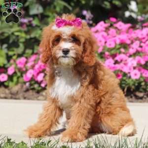 Cavapoo Puppies For Sale - Greenfield Puppies