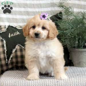 Pomapoo Puppies For Sale | Greenfield Puppies