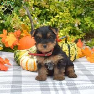 Yorkshire Terrier Puppies for Sale - Greenfield Puppies