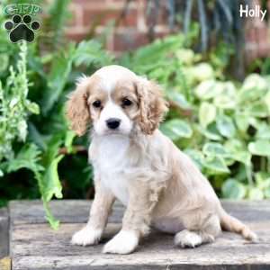 Cockalier Puppies For Sale | Greenfield Puppies