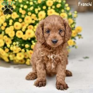 Cockapoo Puppies for Sale - Greenfield Puppies
