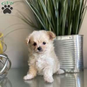 Pomapoo Puppies For Sale | Greenfield Puppies