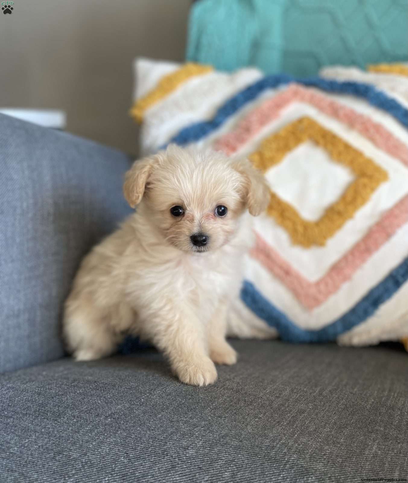 Davy - Pomapoo Puppy For Sale in Pennsylvania