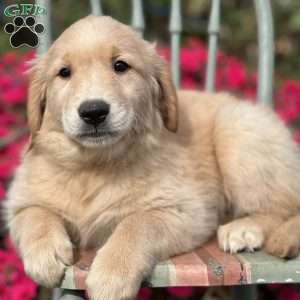 Daniel King - Greenfield Puppies