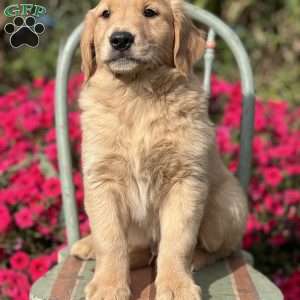 Daniel King - Greenfield Puppies