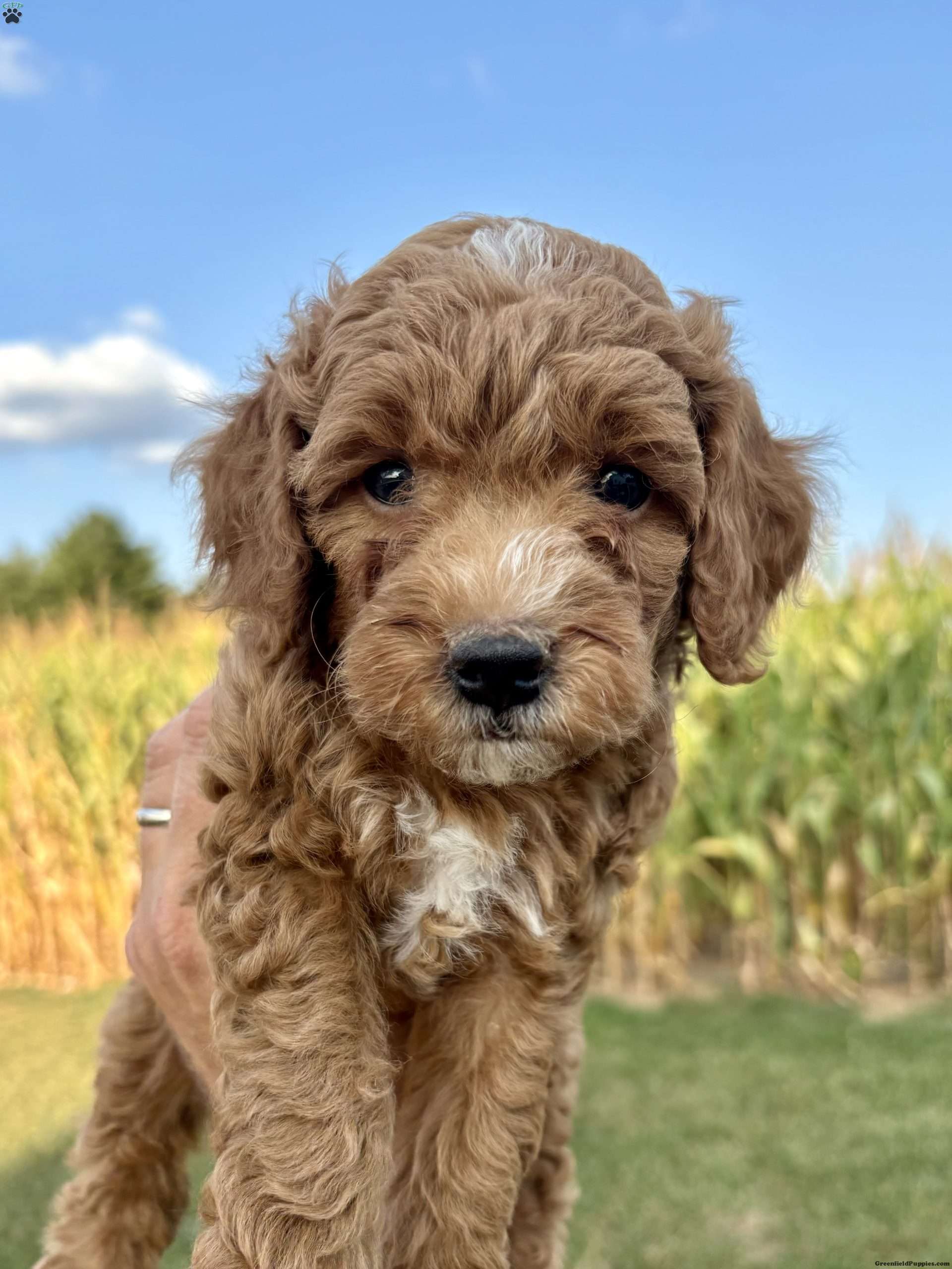 Maverick Mini F1b - Cockapoo Puppy For Sale in Pennsylvania