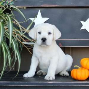 Yellow Labrador Retriever Puppies For Sale - Greenfield Puppies