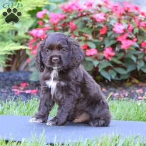 Cocker Spaniel Puppies For Sale - Greenfield Puppies