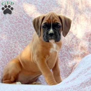 Boxer Puppies For Sale - Greenfield Puppies