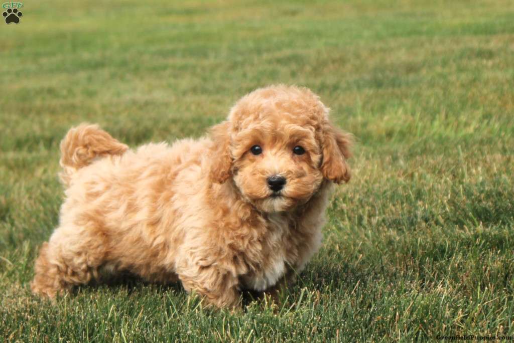 Logan - Bich-Poo Puppy For Sale in Pennsylvania