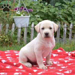 Yellow Labrador Retriever Puppies For Sale - Greenfield Puppies