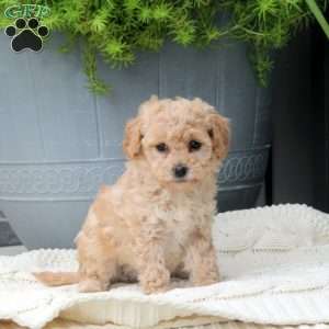 Linda Beiler - Greenfield Puppies