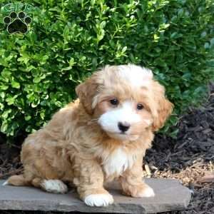 Havapoo Puppies For Sale - Greenfield Puppies