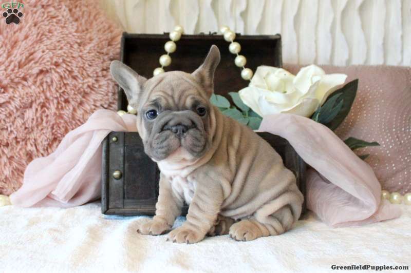 Princess - French Bulldog Puppy For Sale in Pennsylvania