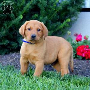 Fox Red Labrador Retriever Puppies for Sale - Greenfield Puppies