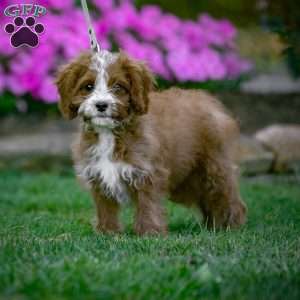 Cavapoo Puppies For Sale - Greenfield Puppies