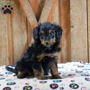 Sheltidoodle Puppies For Sale | Greenfield Puppies