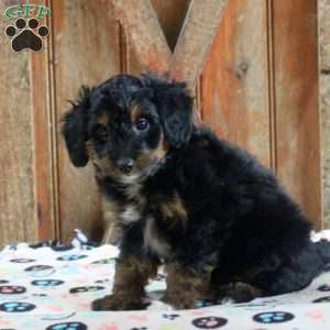 Sheltidoodle Puppies For Sale | Greenfield Puppies