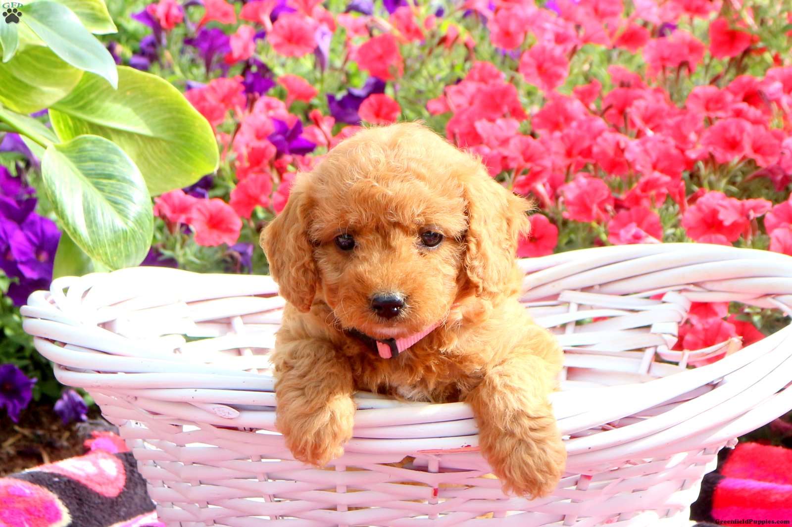 Robin - Mini Goldendoodle Puppy For Sale in Pennsylvania