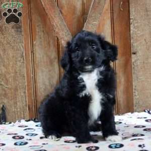 Sheltidoodle Puppies For Sale | Greenfield Puppies