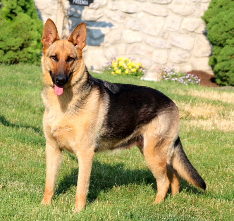 Rocky - German Shepherd Puppy For Sale in Pennsylvania