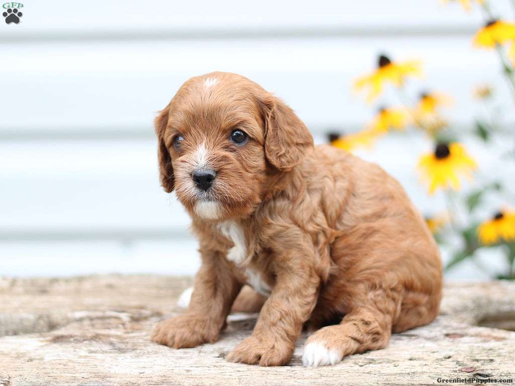 Tiffany - Cavapoo Puppy For Sale in Pennsylvania