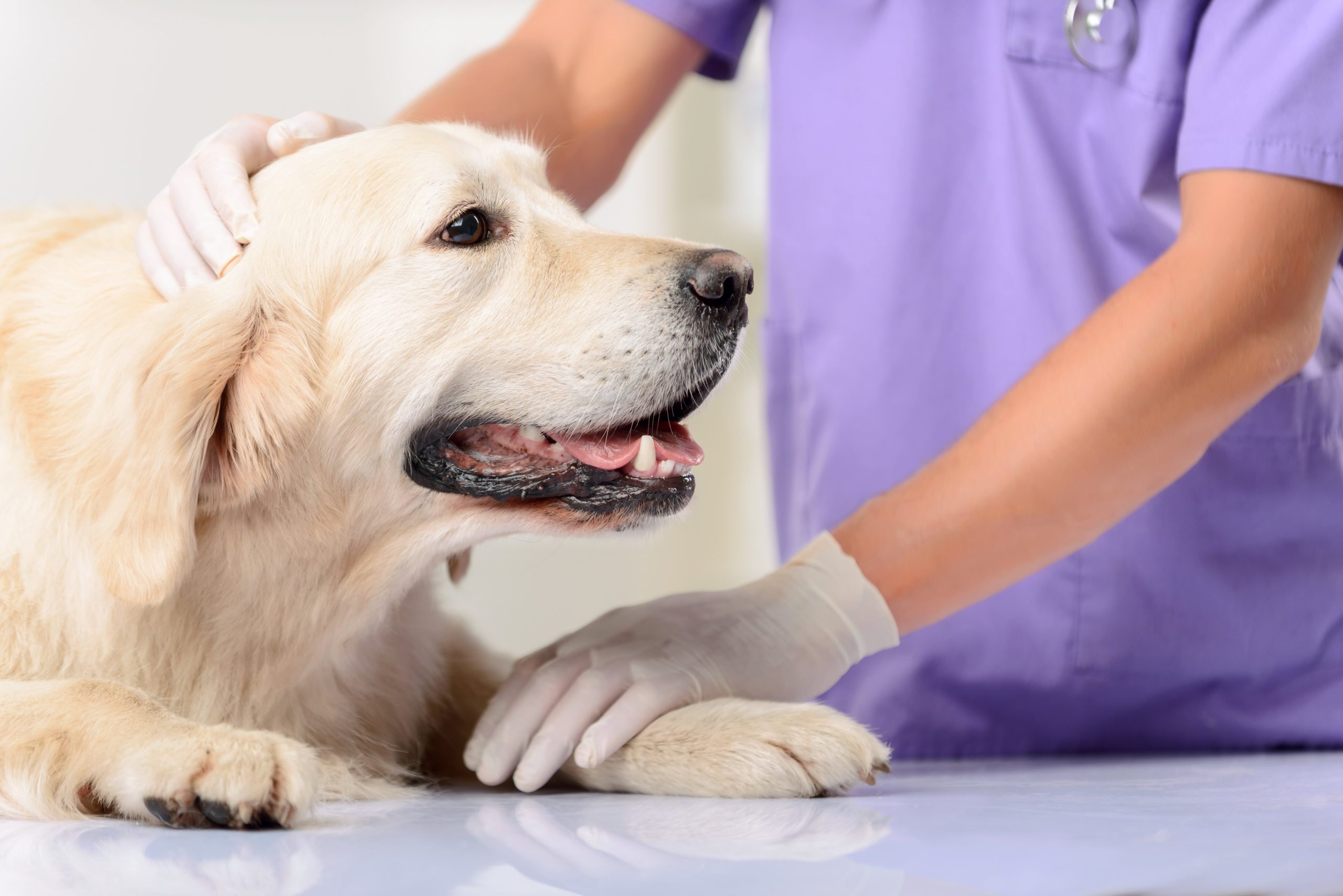 What to Know About Heat Rash in Dogs - Greenfield Puppies