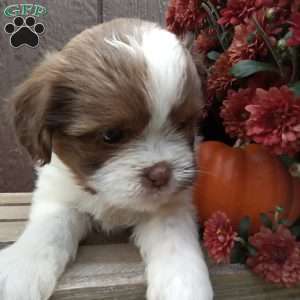 Havashu Puppies For Sale - Greenfield Puppies